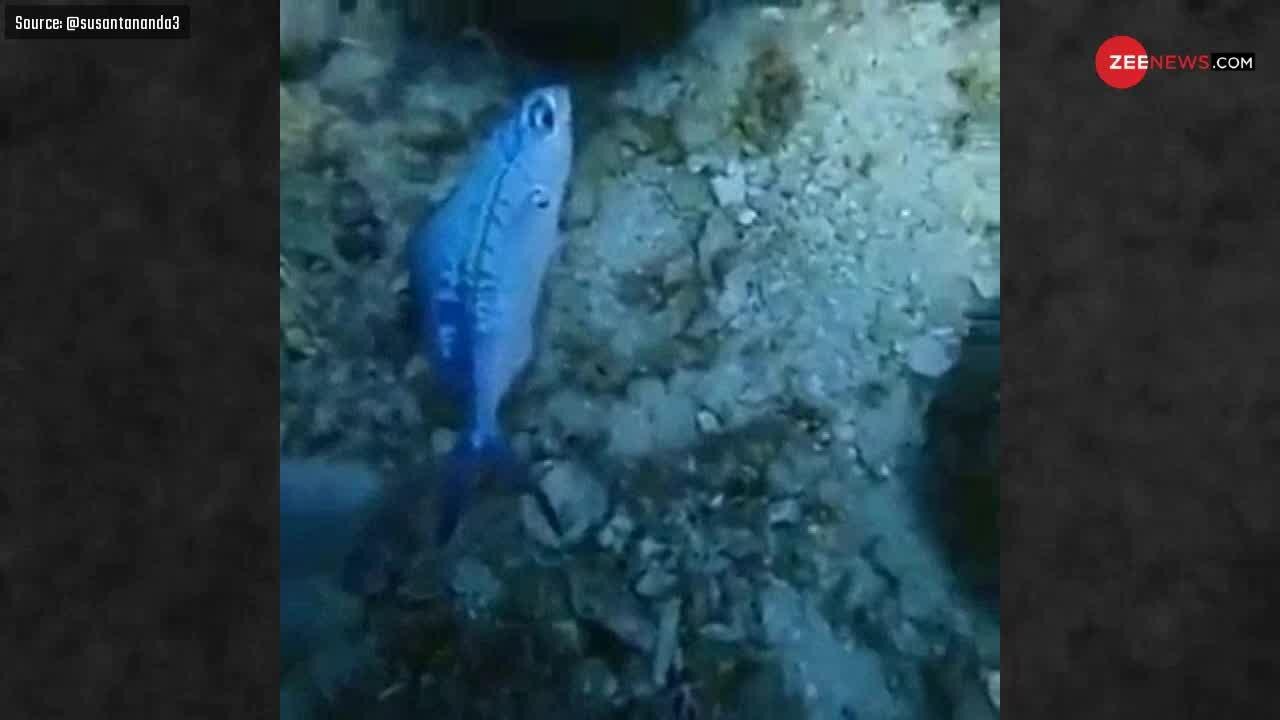 viral video: divers rescue a fish trapped in polythene video viral on ...