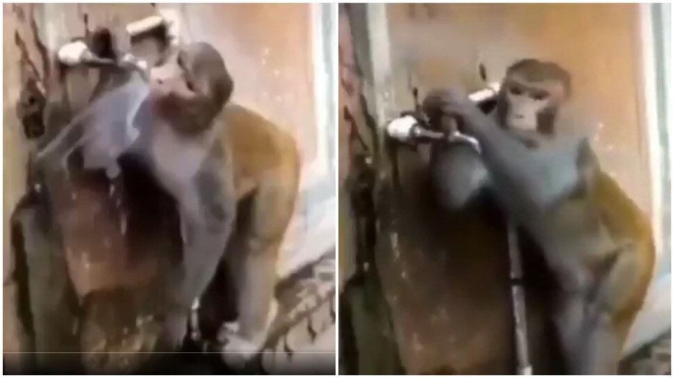 viral video of smart monkey teaching us water conservation lesson on ...