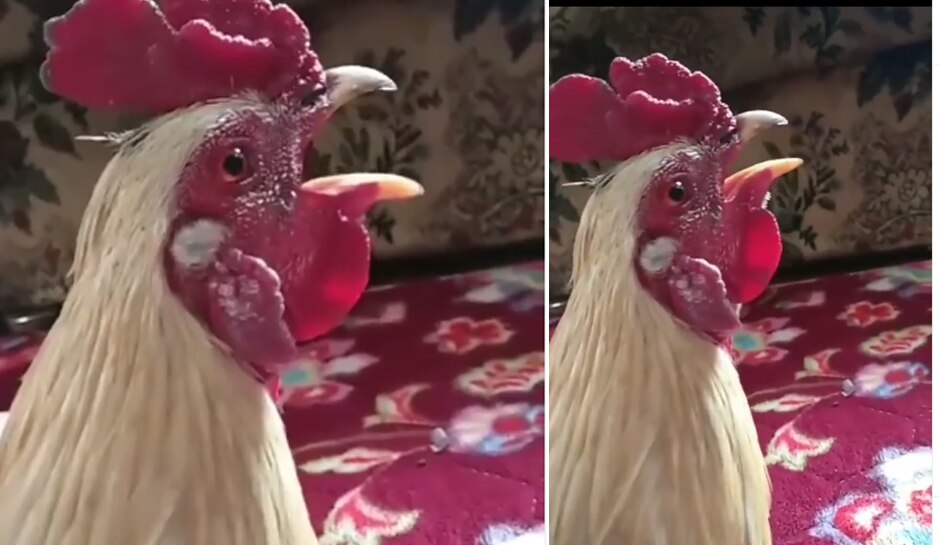 rooster shouted the name of Allah, video makes sensation on the ...