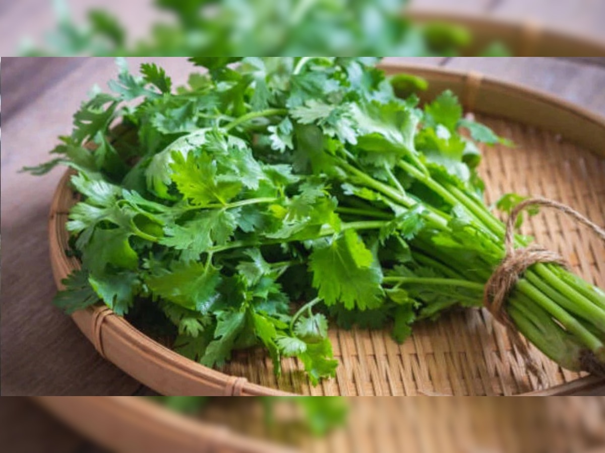 Benefits of green coriander janiye hari dhaniya patti ke fayde brmp ...