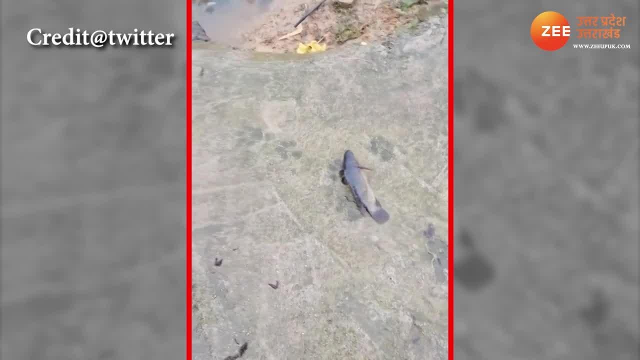 most watch video Fish crossing the road unique Style video gone viral ...