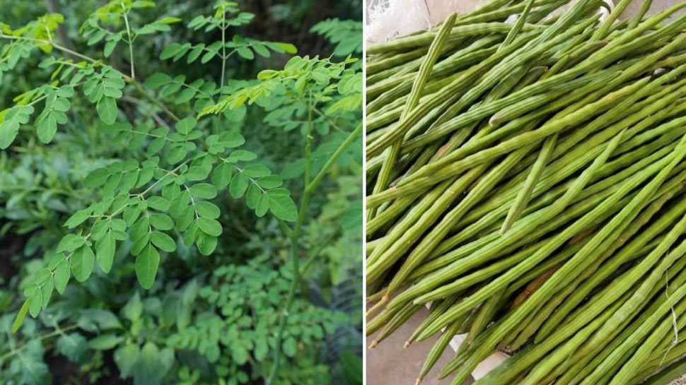 Health Benefits of Shahjan Moringa Leaves sahjan ke pattiyon ke fayde ...