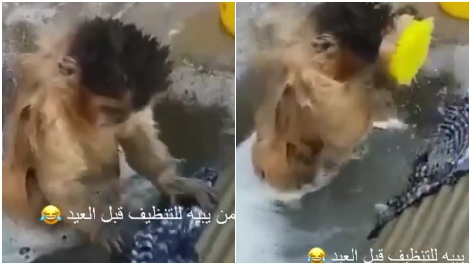 viral video of monkey washing clothes like humans funny video | Viral ...