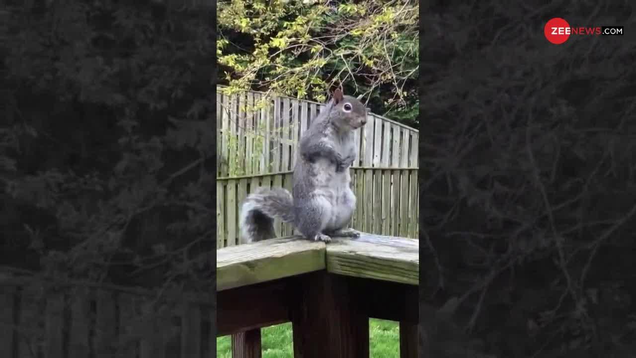 viral video: squirrel do yoga like exercises in a funny way to attract ...