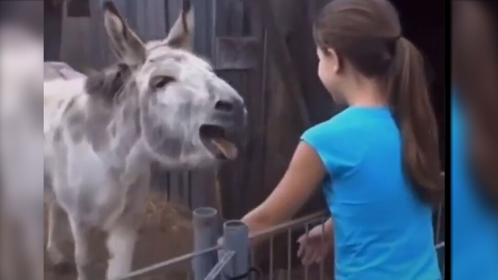 Viral Video: Donkey emotional video goes viral on social media, hugging ...