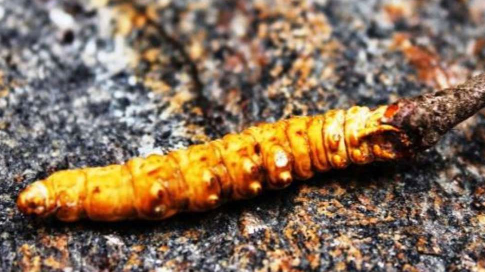 Caterpillar Fungus World's Most Expensive Fungus, Know Caterpillar ...