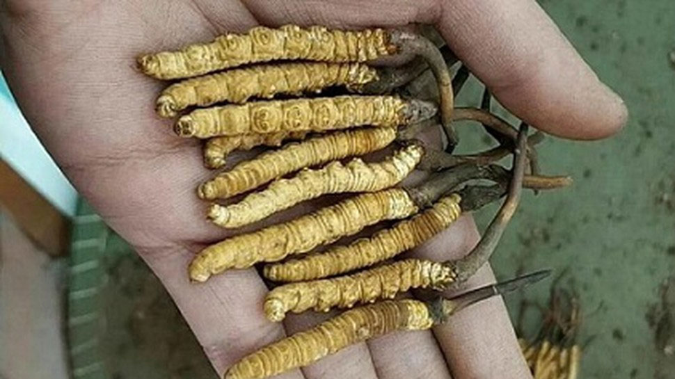 Caterpillar Fungus World's Most Expensive Fungus, Know Caterpillar ...