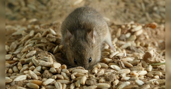 Australia fears of plague as millions of mice are swarming in the ...