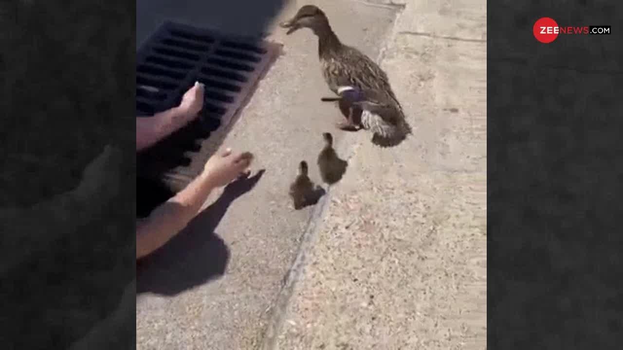viral video: babies of duck stuck in gutter woman saves them | viral ...