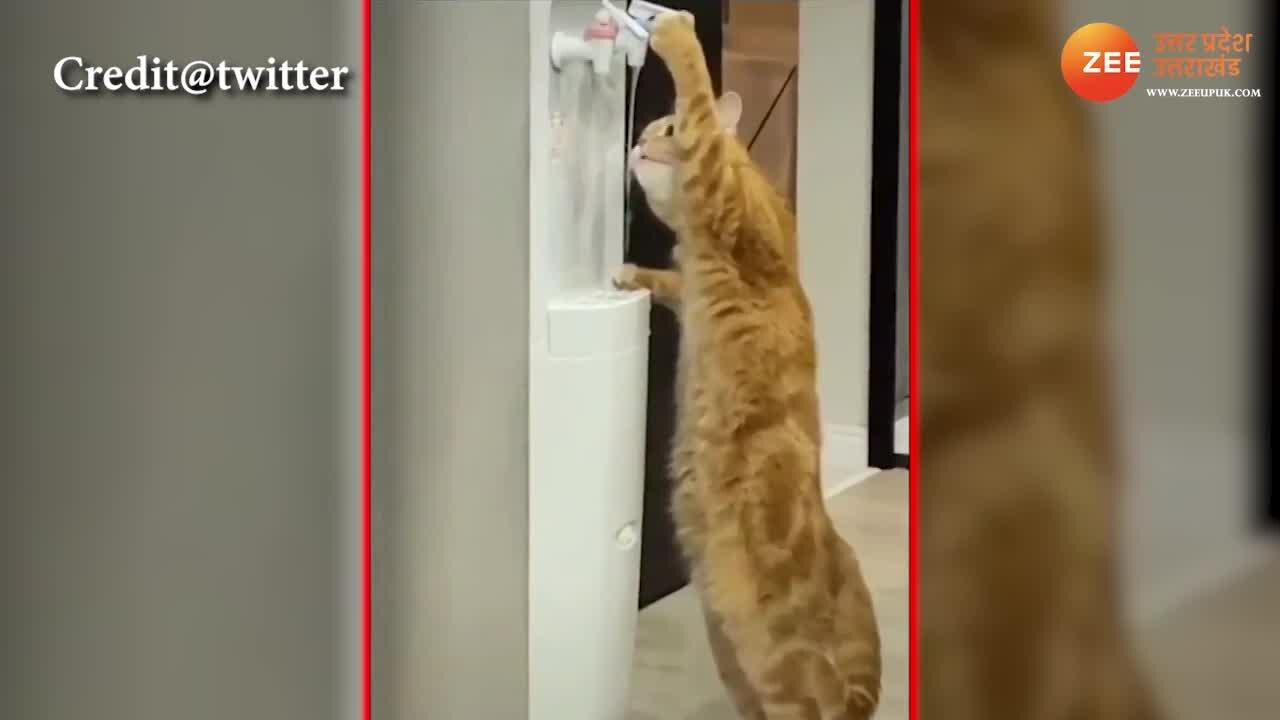 intelligent cat most shocking video watch how to drink water after ...