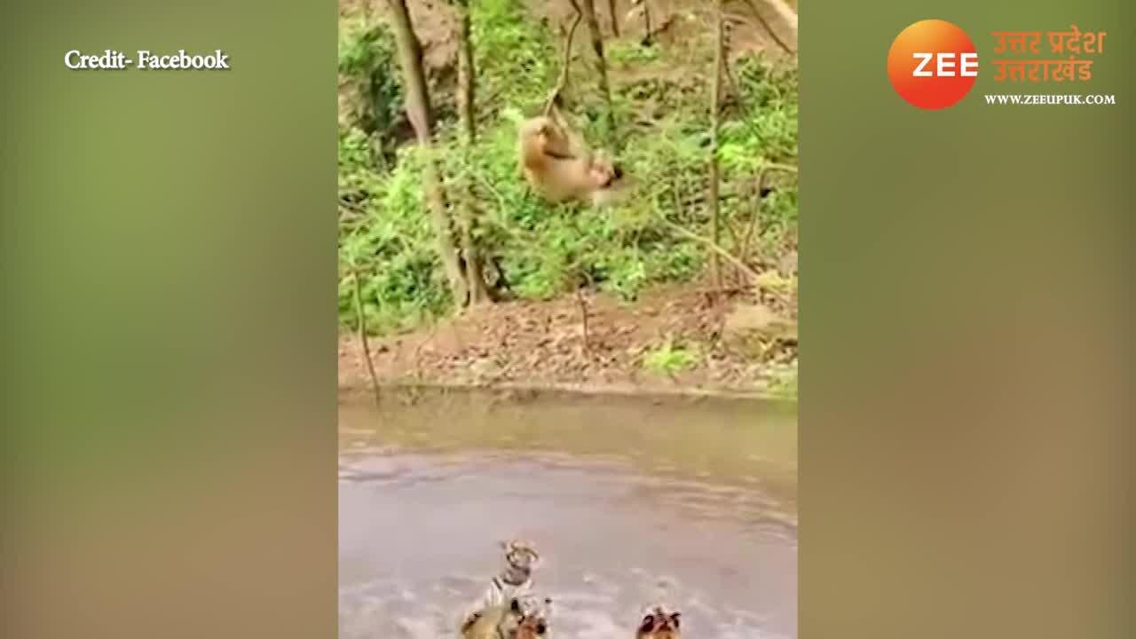 watch most funny viral video Smart monkey is fooling tiger baby video ...