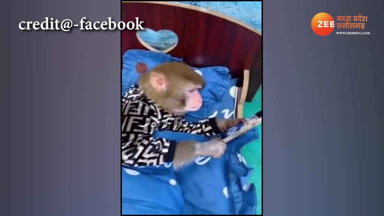 high-tech Bandar monkey scrolling iPhone see girl pic and kissing watch ...