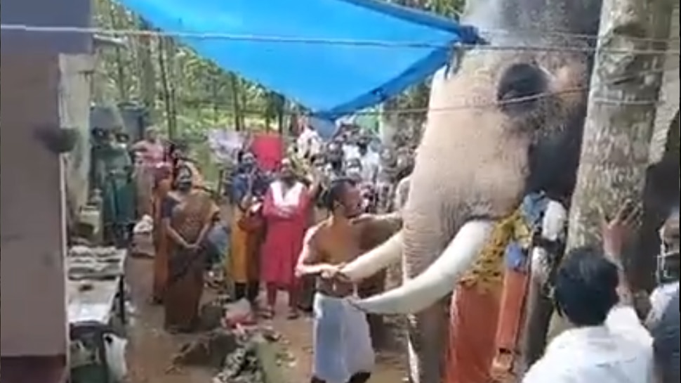 elephant reached on his mahout funeral, video will make you emotional ...
