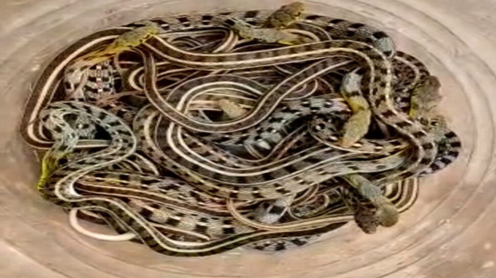 korba district of chhattisgarh is becoming a stronghold of surprising ...