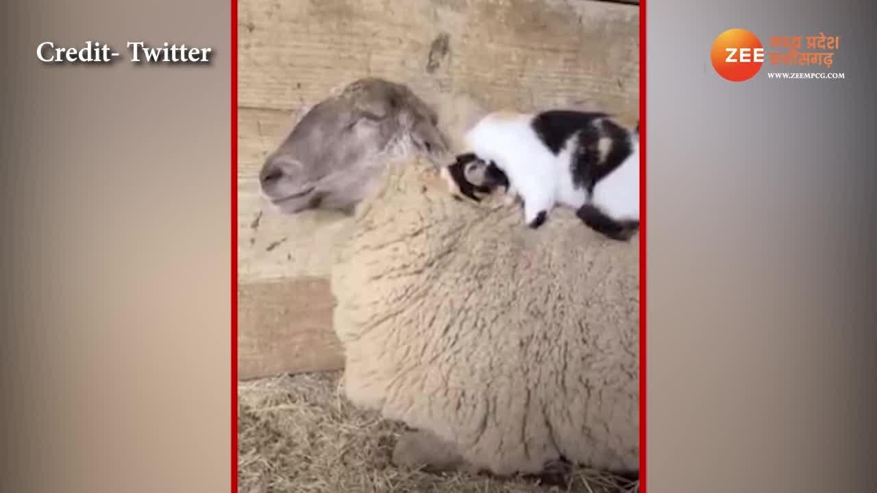Watch Cat and sheep adorable video Viral MPGS | VIDEO: भेड़ और बिल्ली ...
