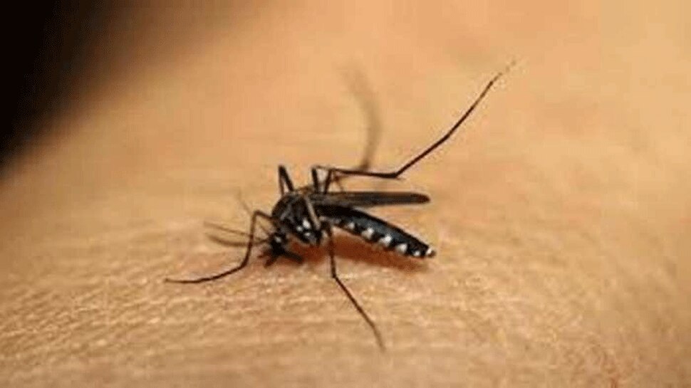 Knowledge dengue mosquito and how Identify yourself know here mpny ...