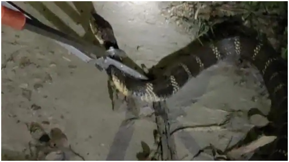weird news 15 feet long king cobra swallowed python in bihar news ...