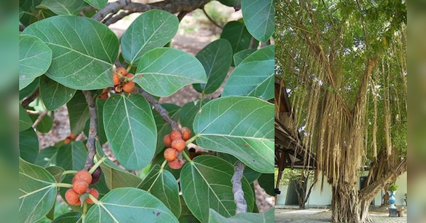 banyan Bargad tree jyotish upay planetary solution for fear horrer and ...