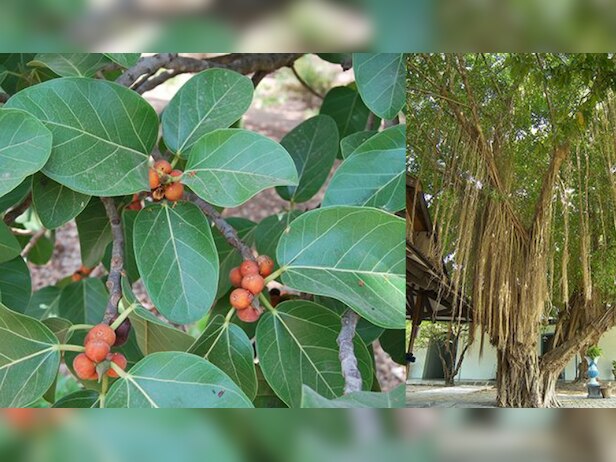banyan Bargad tree jyotish upay planetary solution for fear horrer and ...