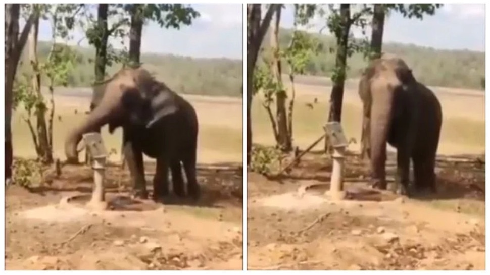 viral video of elephant drinking water like humans watch trending on ...