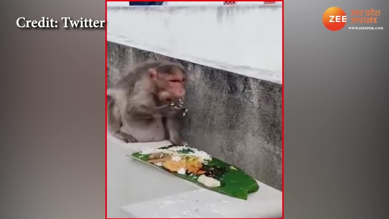 monkey is eating rice sambar in plate video going viral on social media ...