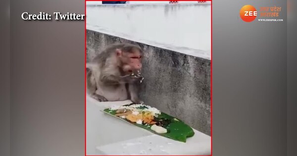 monkey is eating rice sambar in plate video going viral on social media ...