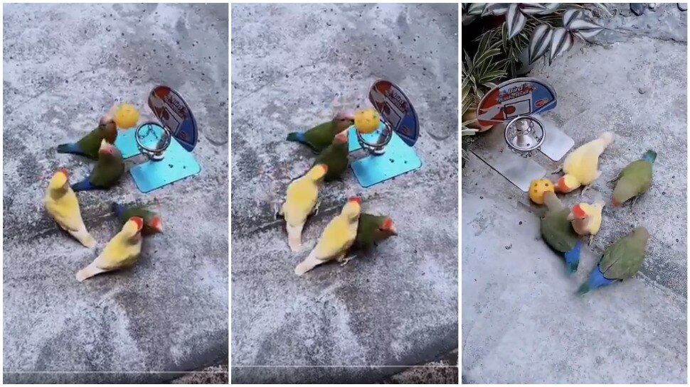 viral video of birds playing basketball is trending on twitter | Viral ...