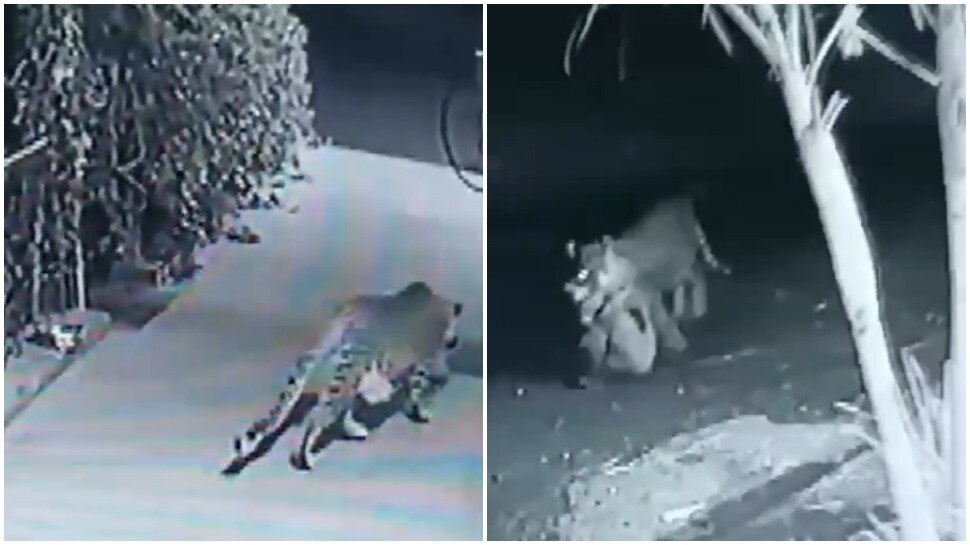 viral video of a leopard hunting a pet dog sleeping outside the house ...