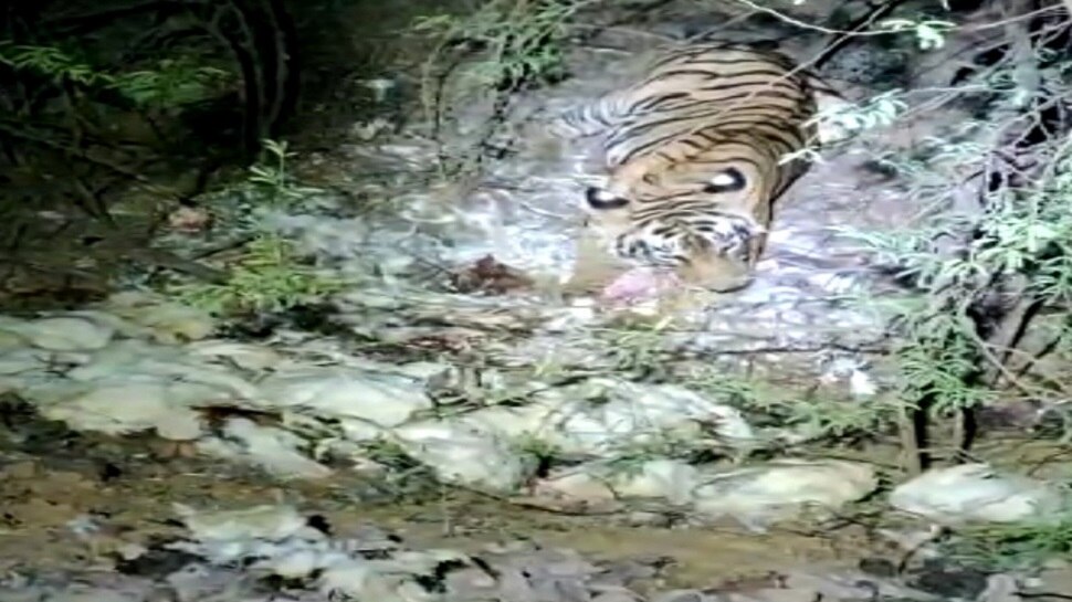 Sawai Madhopur ranthambore national park t34 tiger dead hen eating ...