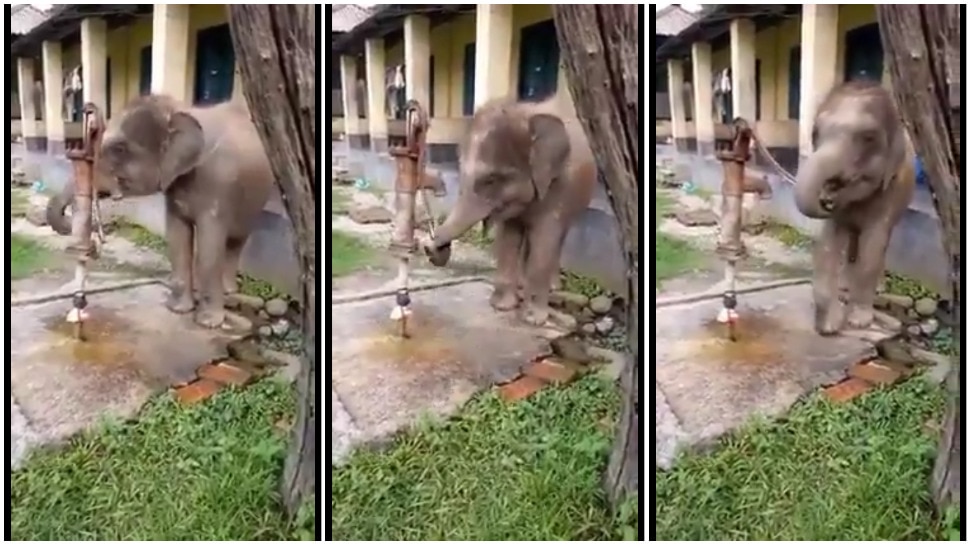 baby elephant drinking water viral video from hand pump trending on ...