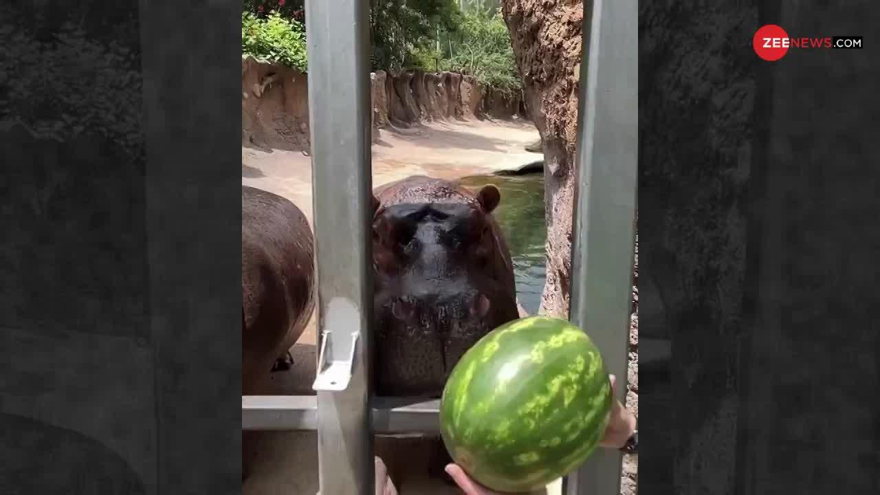 Viral Video: Watch Hippos adorable way to eat Watermelon, video goes viral | Viral Video : Hippo ...