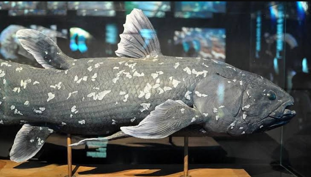 Mysterious coelacanth fish can live for 100 years, says study | 100 साल ...