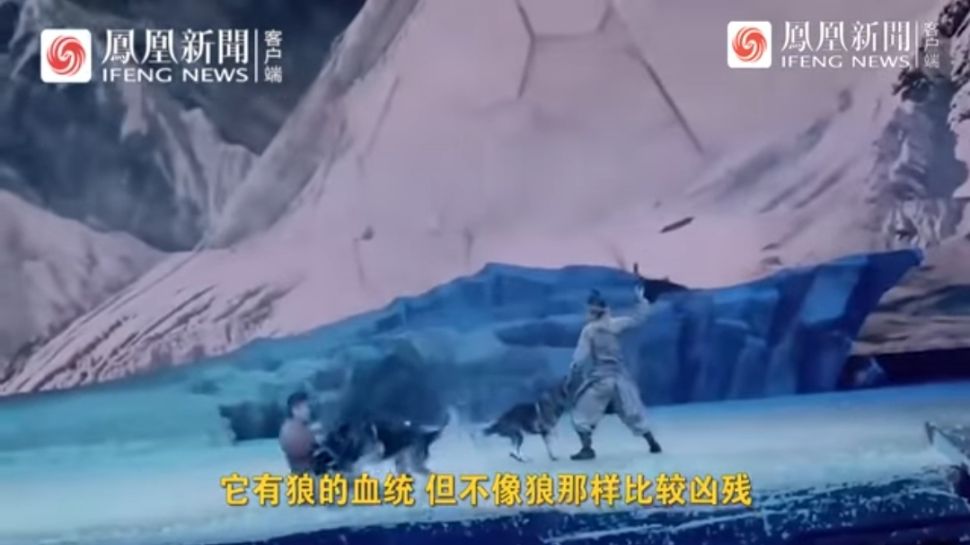 China: Wolves chase performers across stage during live show | चीन ...