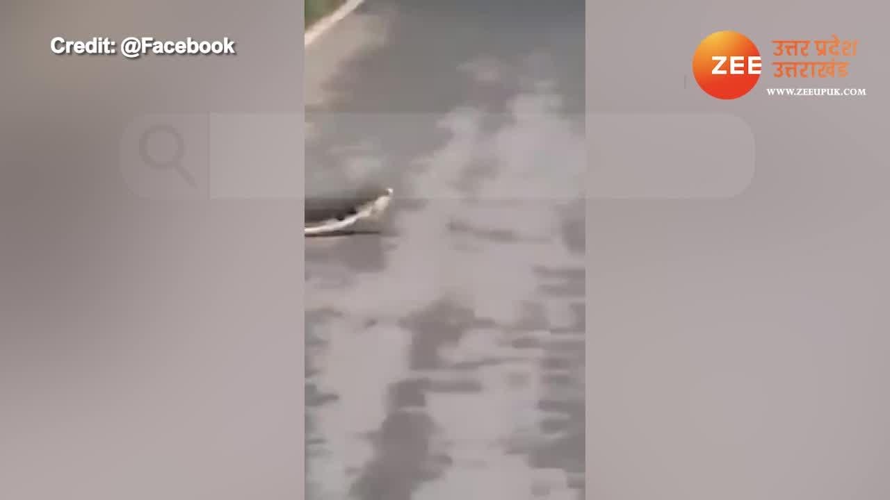Snake and weasel fight on road surprised to see what happened watch ...