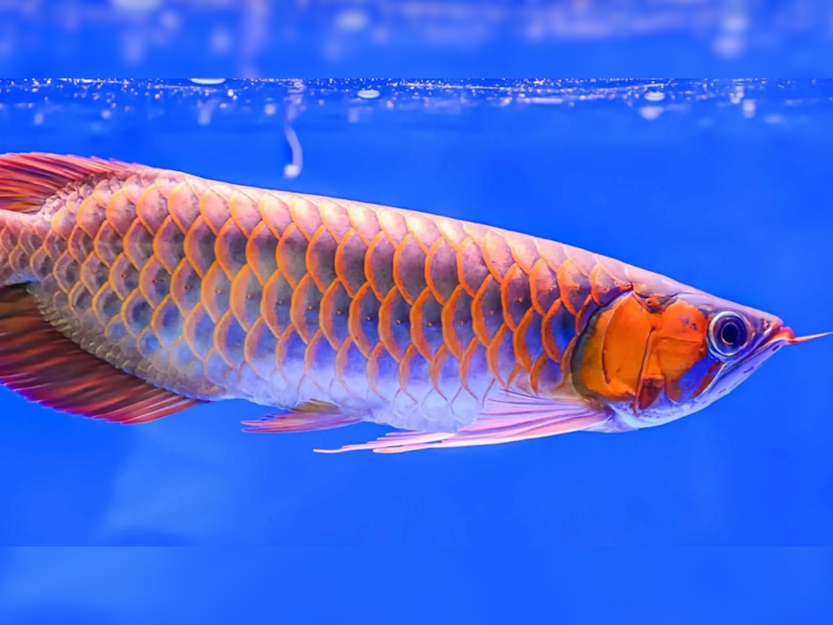 Only one arowana fish is sold for so many crores, Know more facts about ...