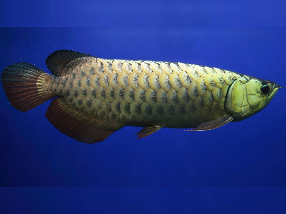 Only one arowana fish is sold for so many crores, Know more facts about ...