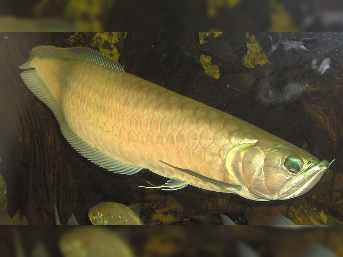 Only one arowana fish is sold for so many crores, Know more facts about ...