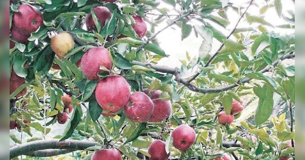 jamtara apple cultivation in Jharkhand Farmer make it possible|साइबर ...