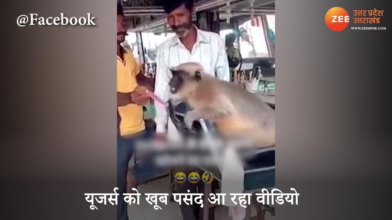 most funny video of monkey reached barber shop for shaving video gone ...