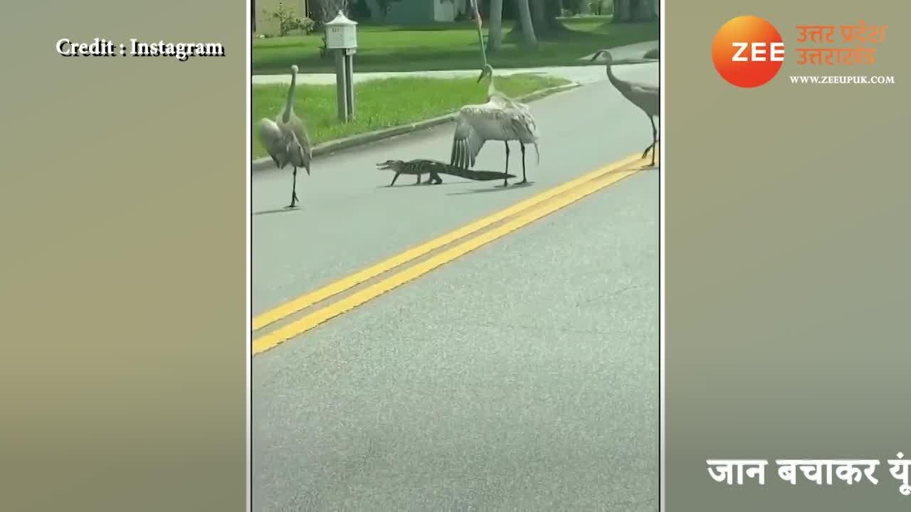 most watch viral video stork attacked Alligator video gone viral on ...