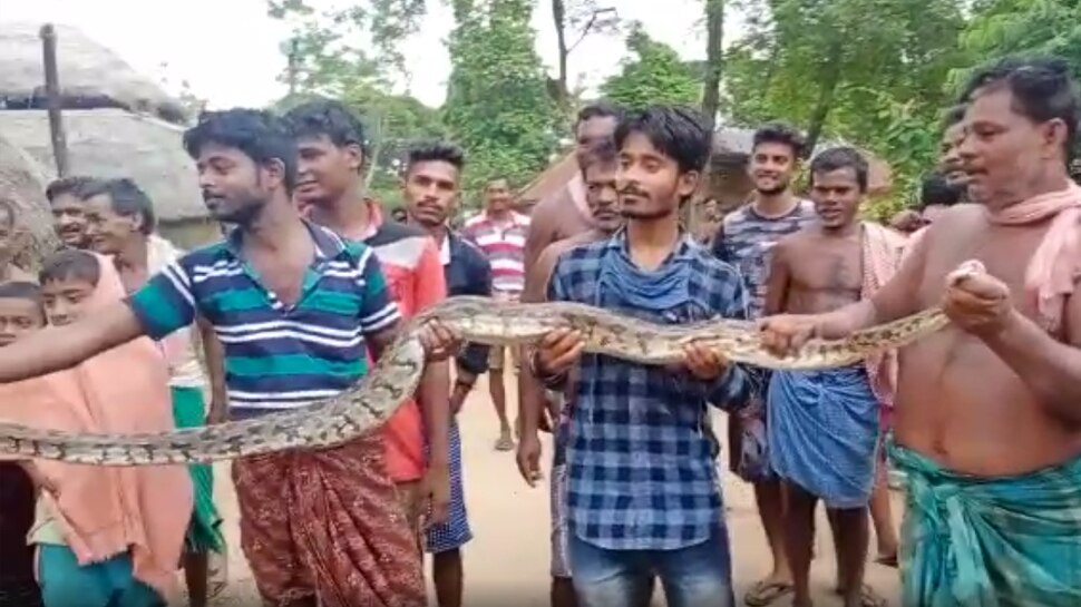 Watch Video: ten feet long python blew the senses of villagers, caught ...