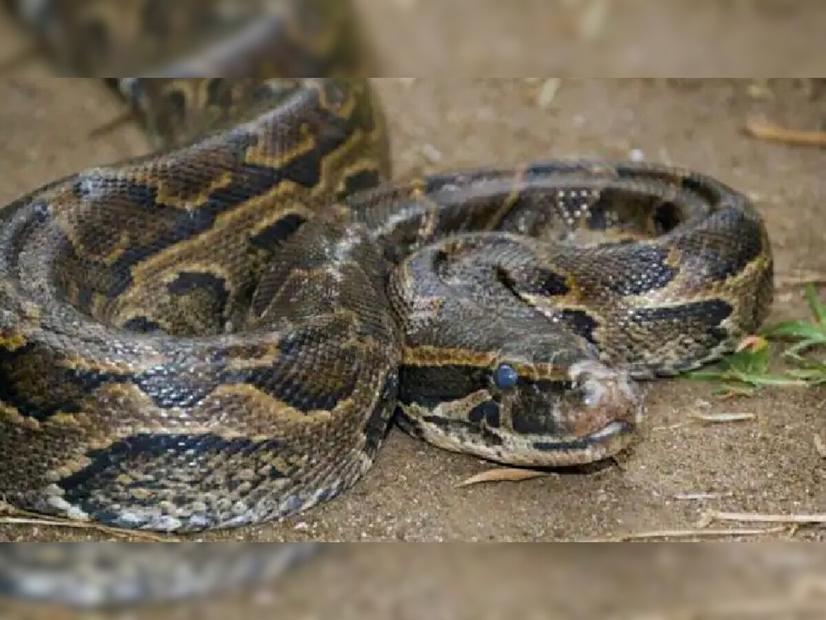 python intestines Long operation in Betul veterinary Hospital Madhya ...
