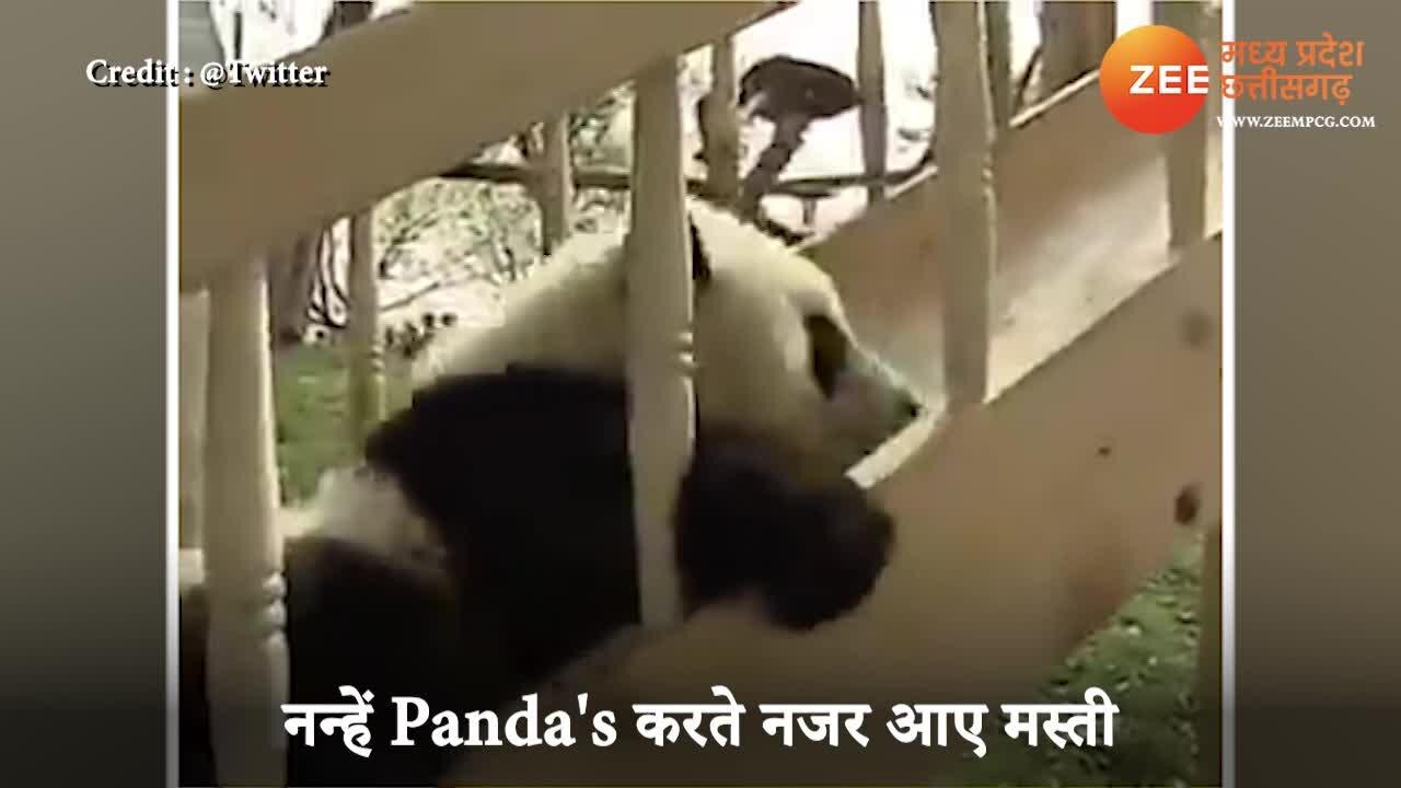 Sliding Pandas Video Masti karte Panda ka Video Cutest Video ever mpas ...