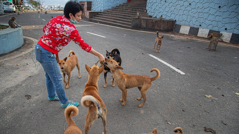 Delhi High Court Issues Guideline For Feeding Of Street Dogs Street delhi-high-court-issues-guideline-for-feeding-of-street-dogs-street