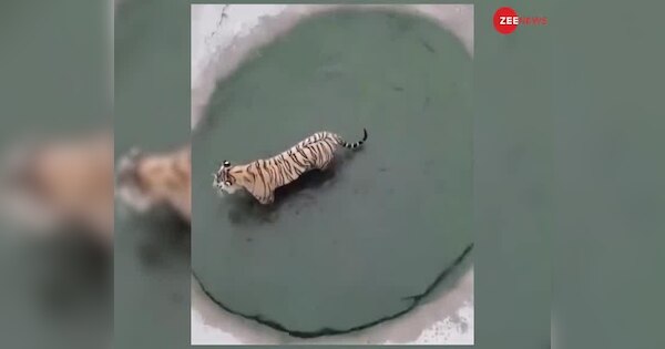 Viral Video: Tiger attacked on duck, see what happened next? | Viral ...