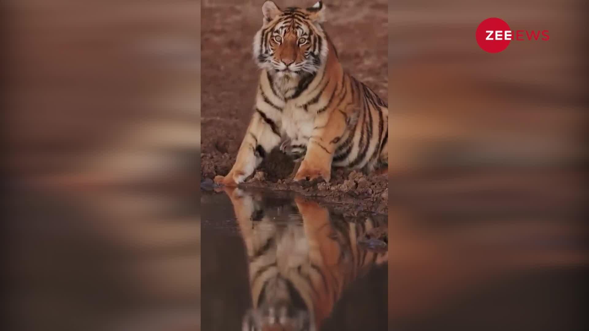 Viral Video: Tiger gave amazing reaction in front of camera, video goes ...