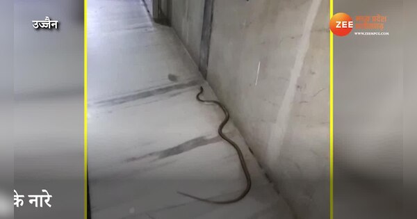 5 ft snake naag dev in mahakal temple ganesh mandpam video gone viral ...