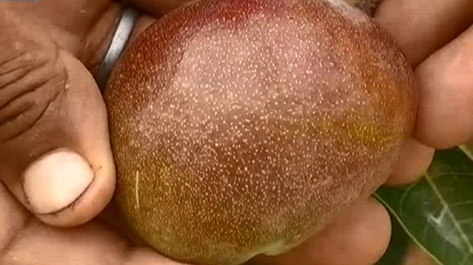 Japanese mango 2 lakh 70 thousand rupees a kg it has 15 percent more ...