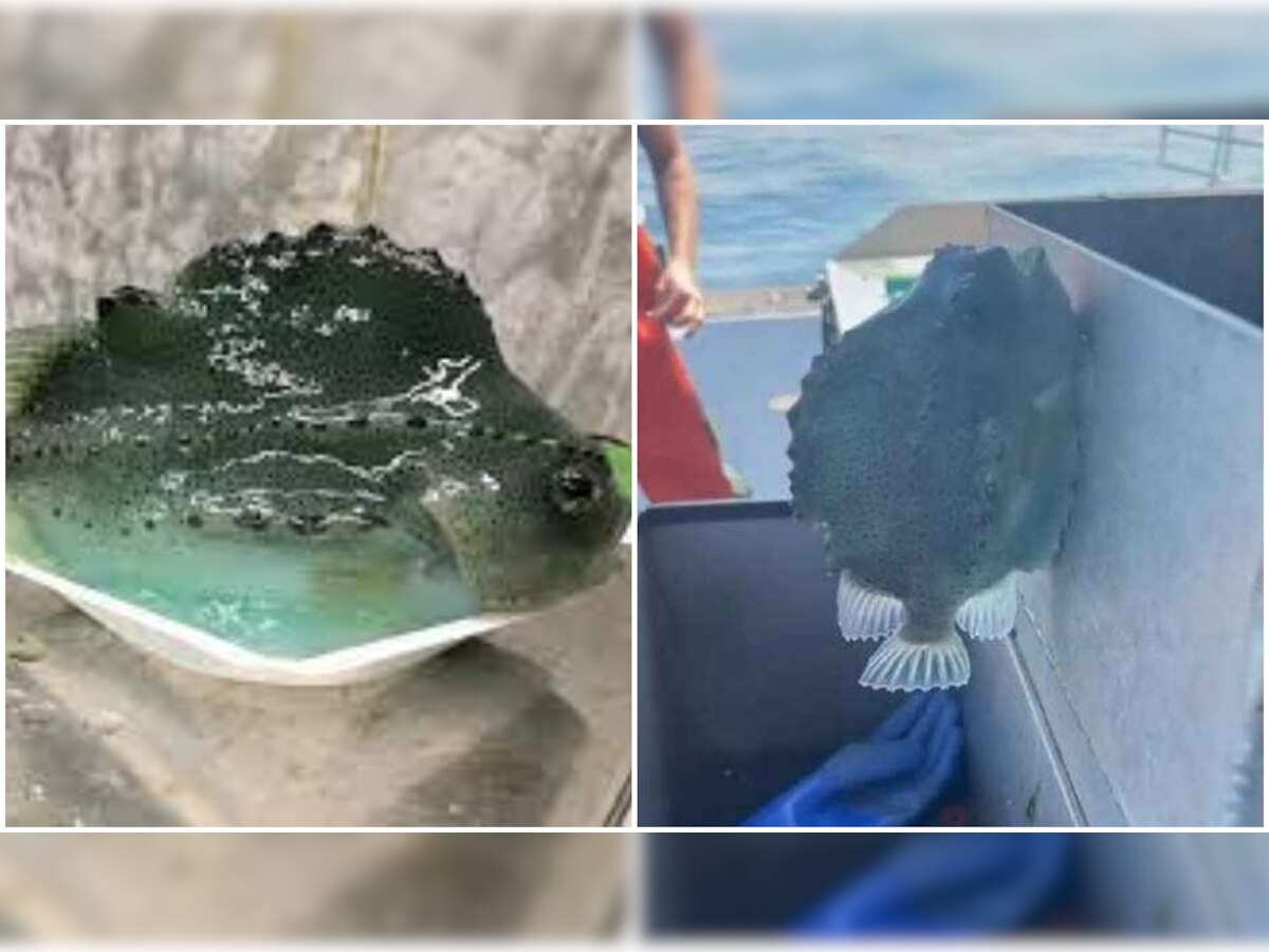weird news strange lumpfish can stick to wall with suction read viral ...