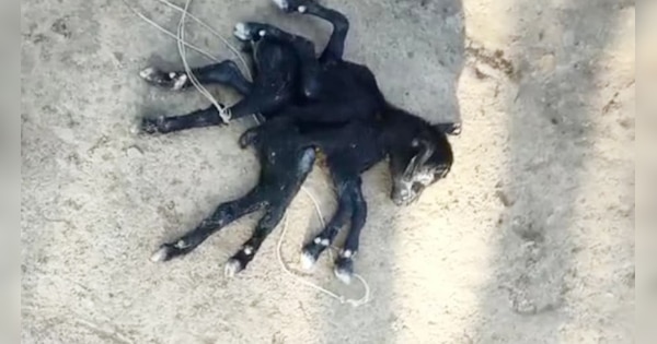 West Bengal: Goat gives birth to 8 legged lamb, crowd of villagers ...